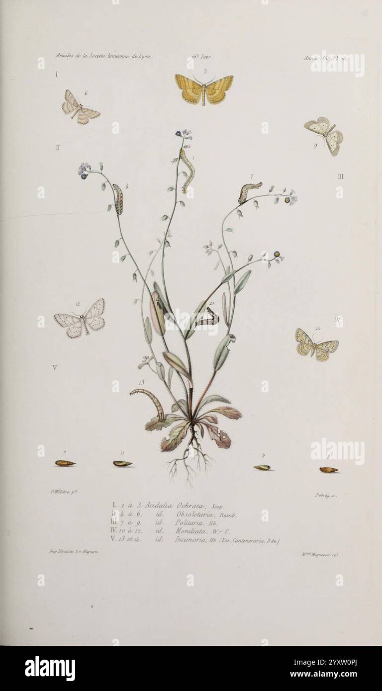 Annales de la Société Linnéenne de Lyon, Lyon, Société Linnéenne de ...