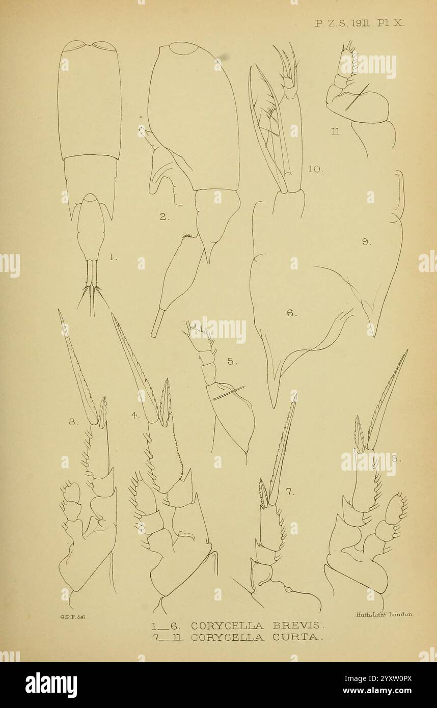 Proceedings of the Zoological Society of London, London, Academic Press ...