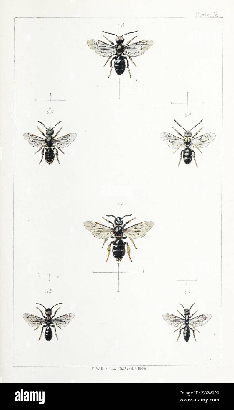 Detail captures features hi-res stock photography and images - Alamy