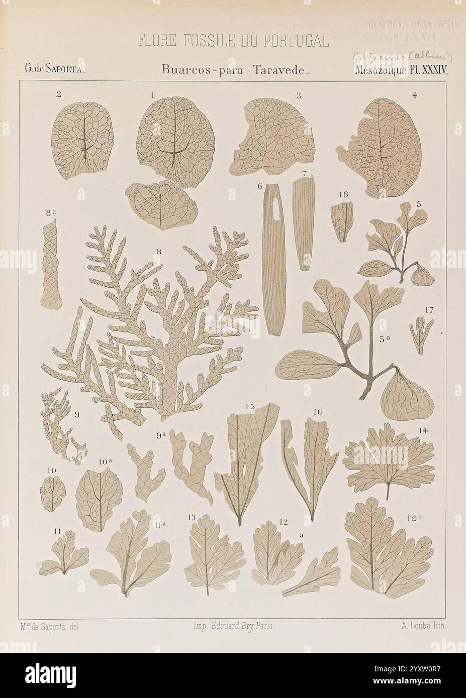 Complex leaf forms hi-res stock photography and images - Alamy