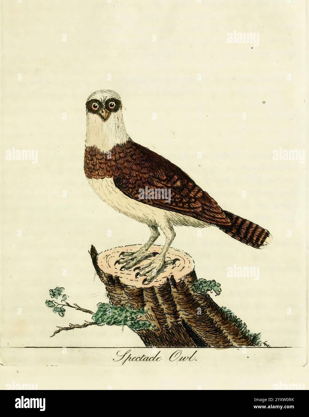 A general history of birds, Winchester England, Printed by Jacob and ...