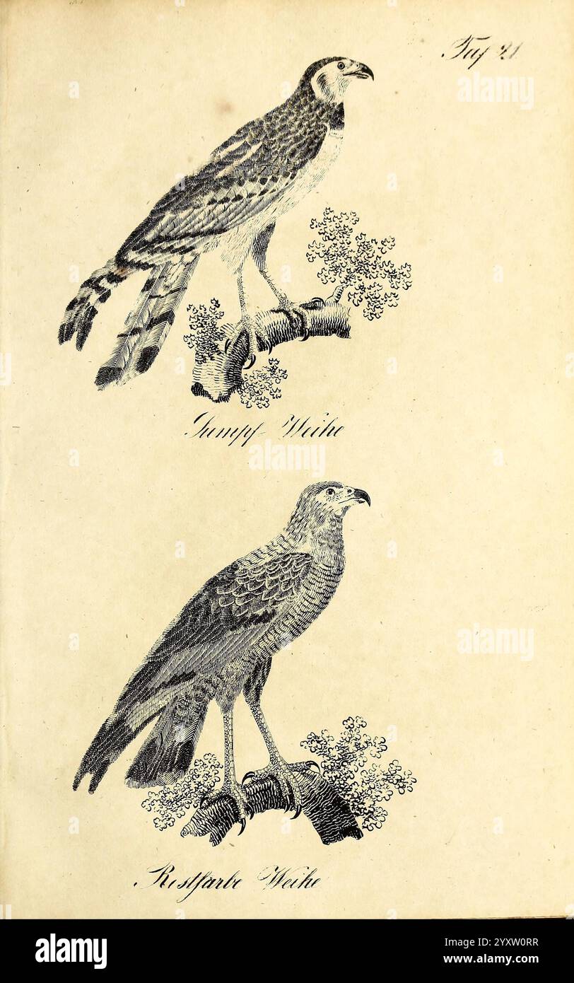 Sturdier build hi-res stock photography and images - Alamy