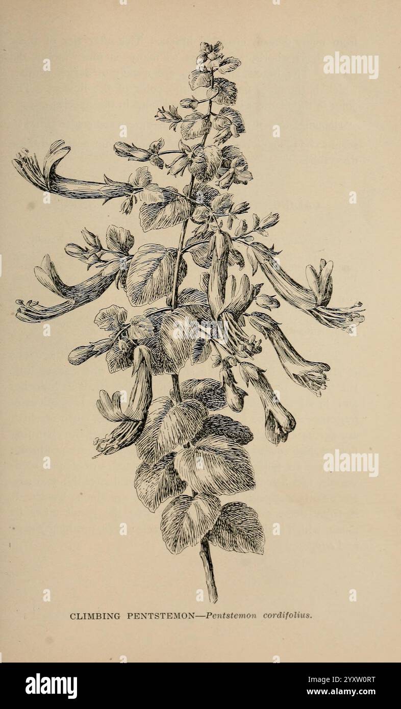 Feature intricate floral structures hi-res stock photography and images ...