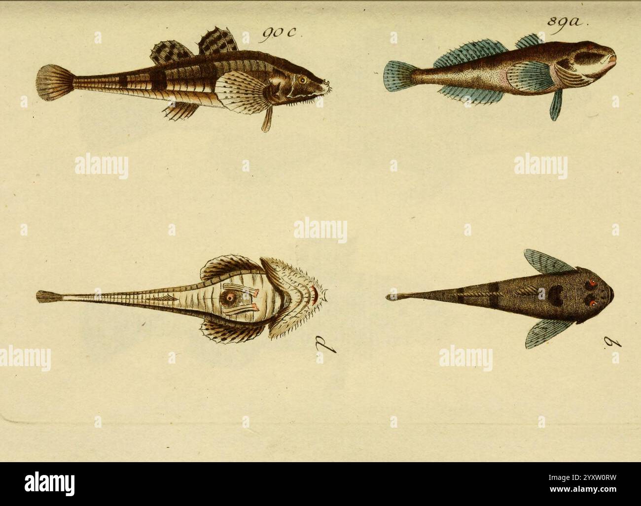 Freshwater fish classification hi-res stock photography and images - Alamy