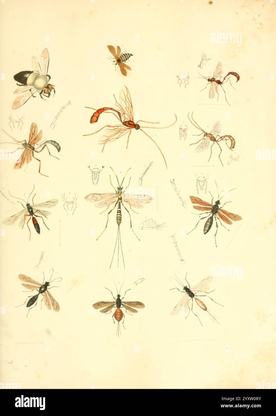 Featuring various species displayed hi-res stock photography and images ...