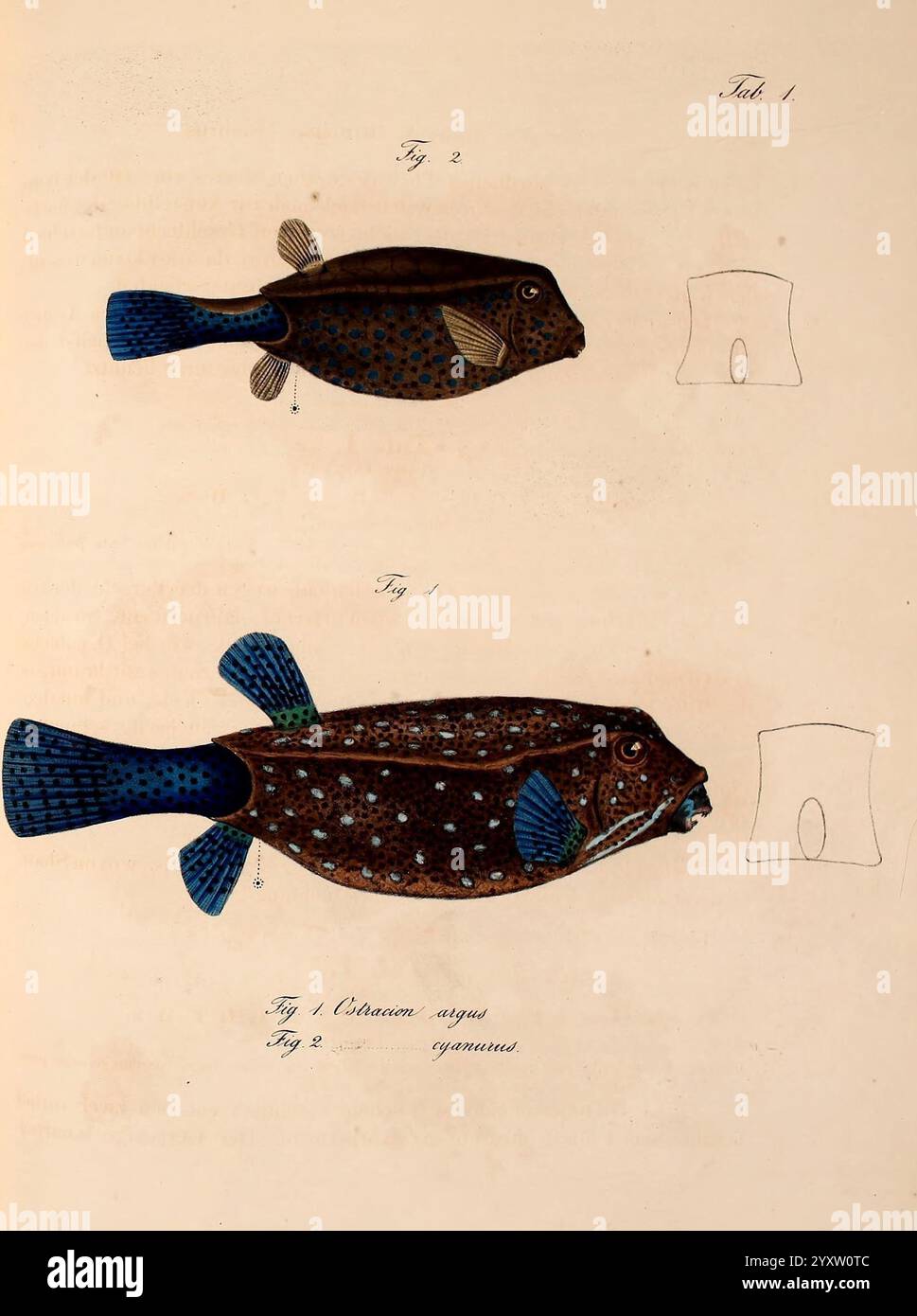 Exhibits slightly different markings hi-res stock photography and ...