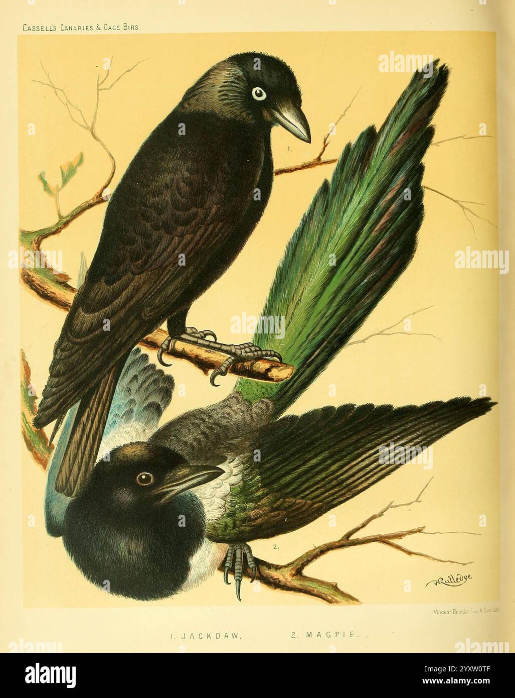 The illustrated book of canaries and cage-birds, British and foreign ...