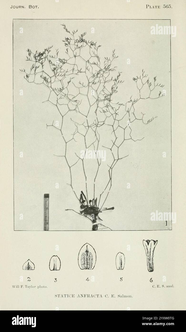 Plants intricate branching structure hi-res stock photography and ...