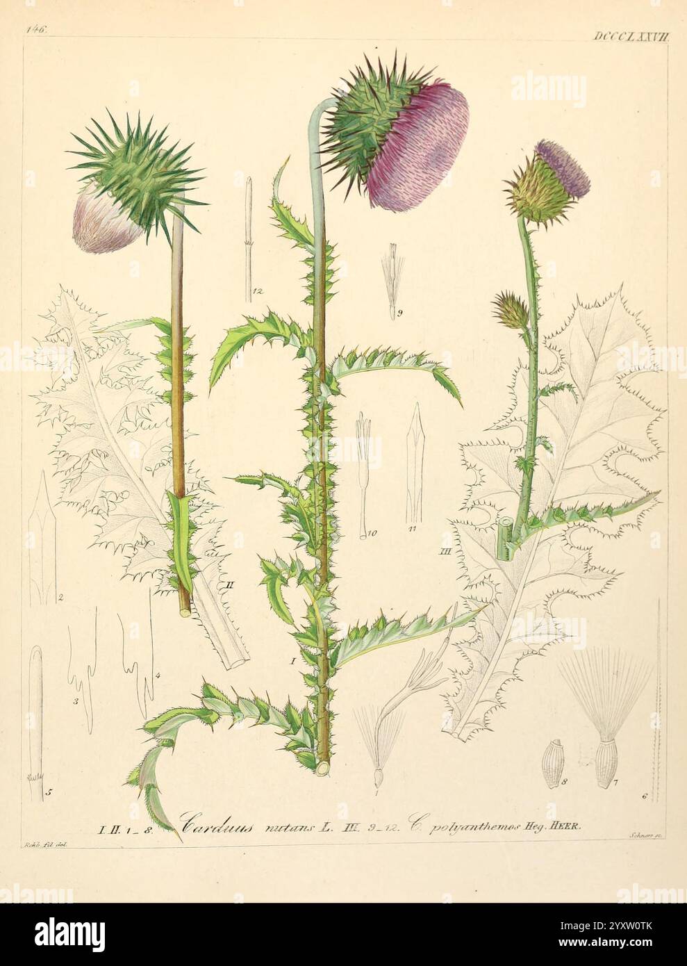 Carduus militaris hi-res stock photography and images - Alamy