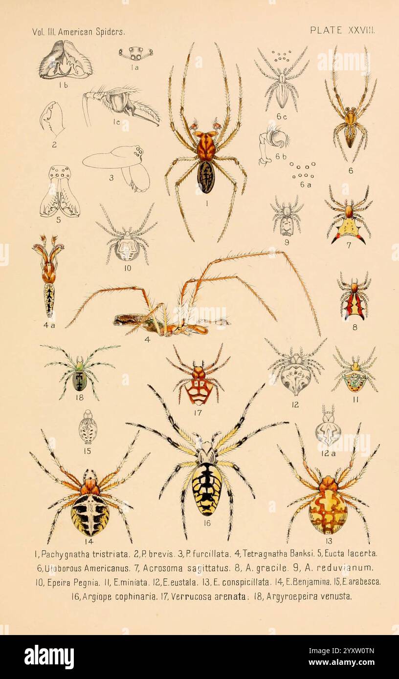 Detailed depictions highlight unique characteristics hi-res stock ...