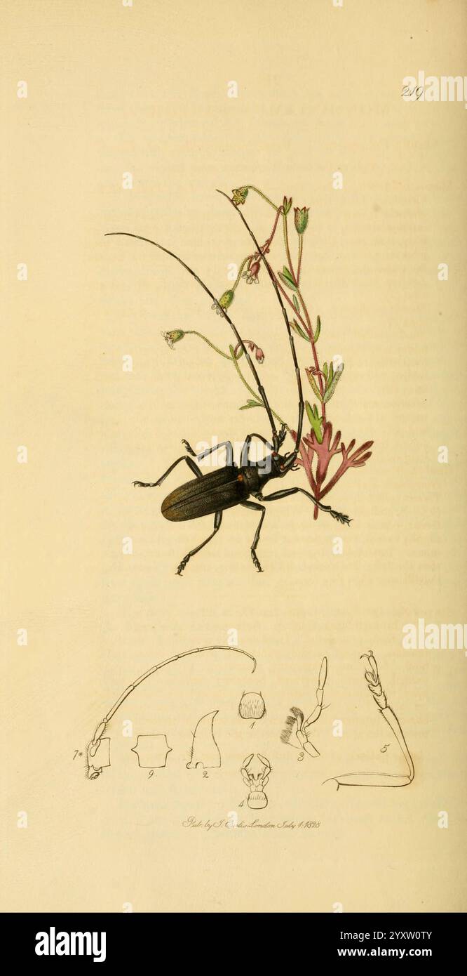 Showcases various asp hi-res stock photography and images - Alamy