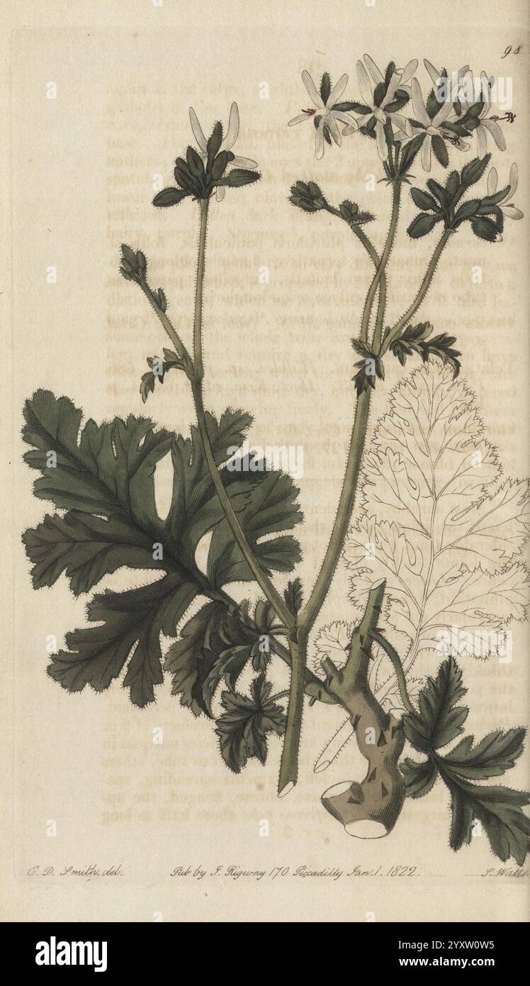 Geraniaceae, London, Printed for James Ridgway, Piccadilly, 1820-1830 ...