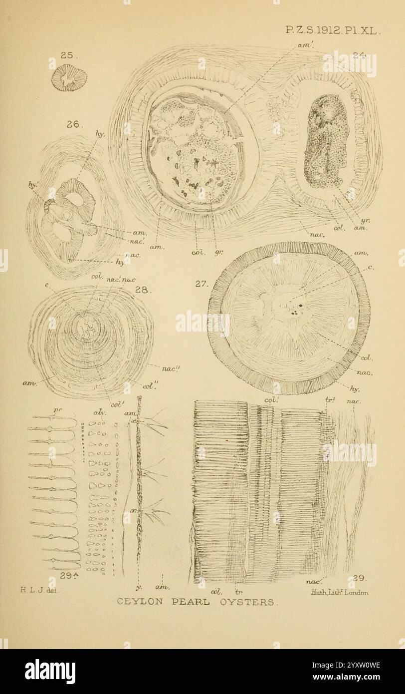Labeled diagrams showing hi-res stock photography and images - Alamy