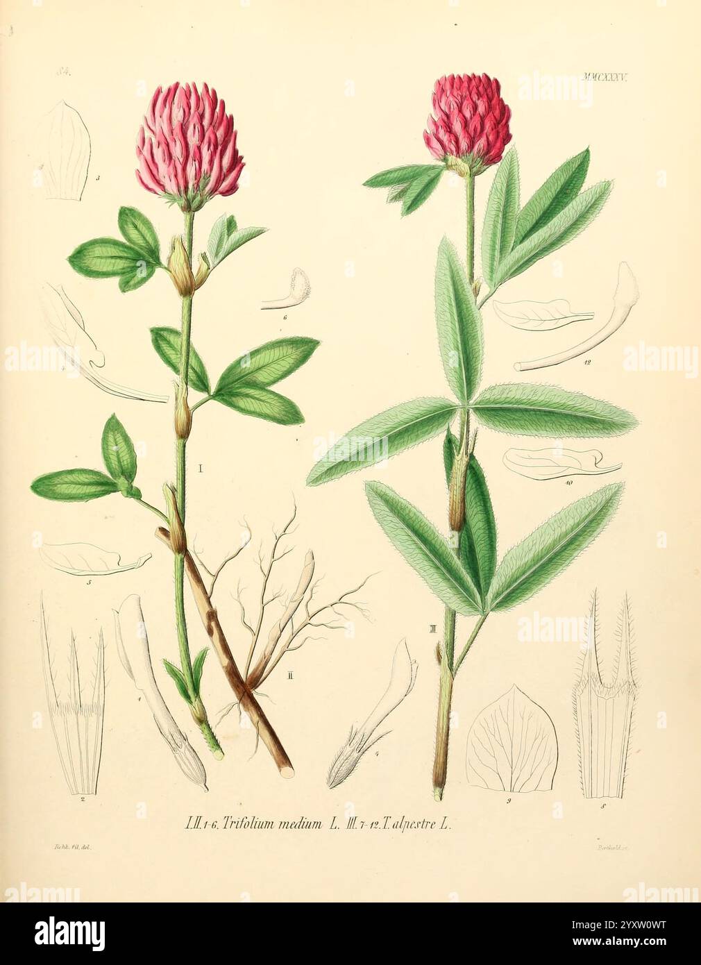 Typical clover shape hi-res stock photography and images - Alamy