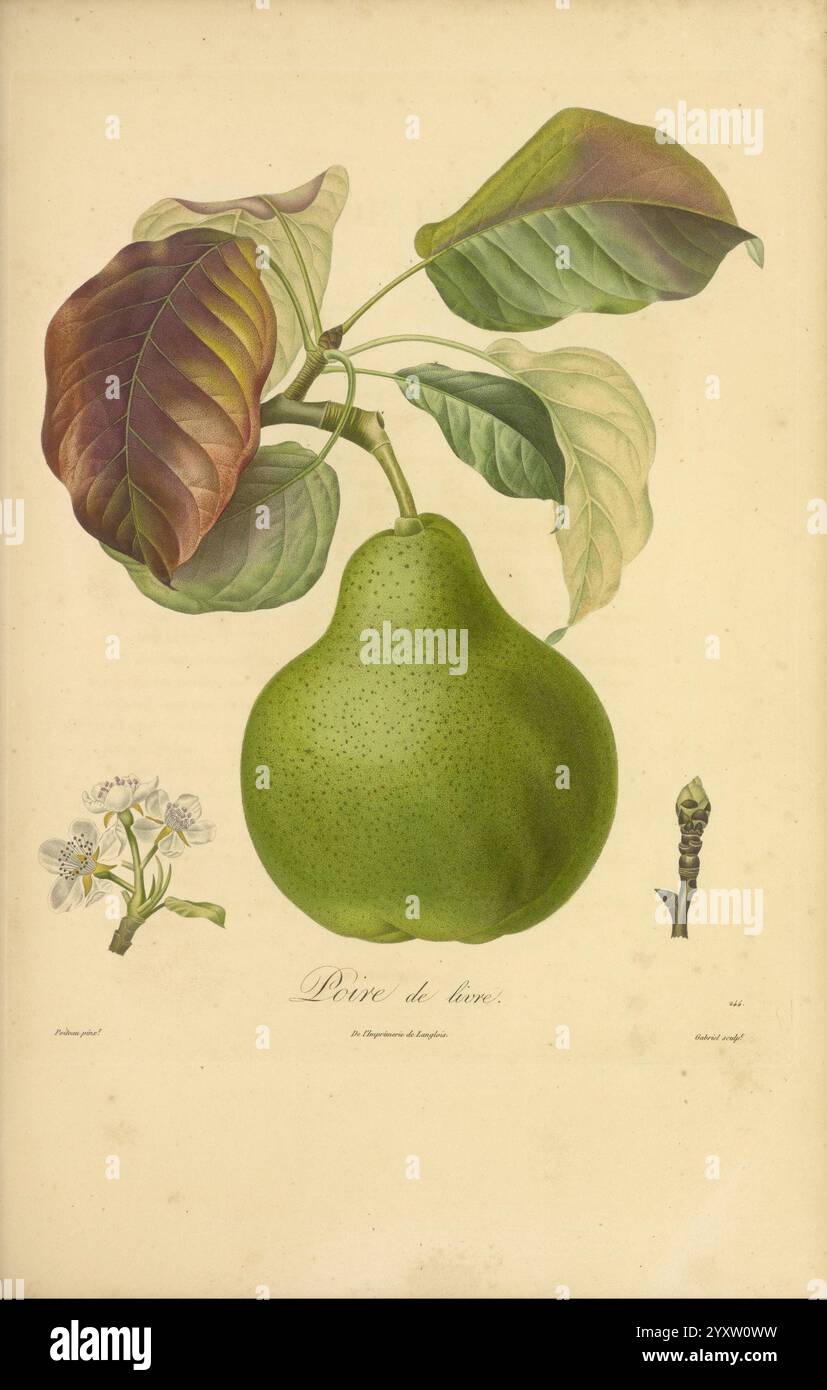 Pears growth cycle hi-res stock photography and images - Alamy