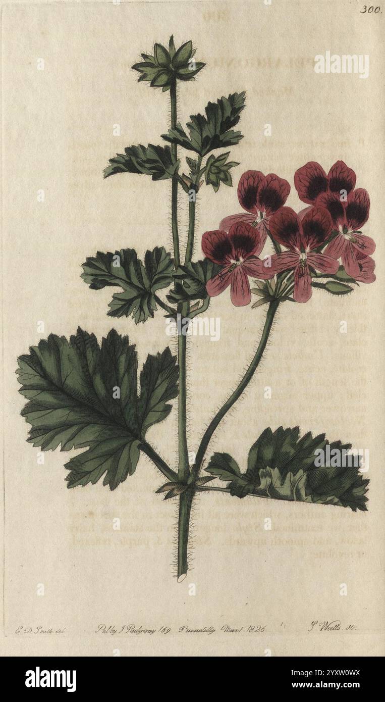 Geraniaceae, London, Printed for James Ridgway, Piccadilly, 1820-1830 ...