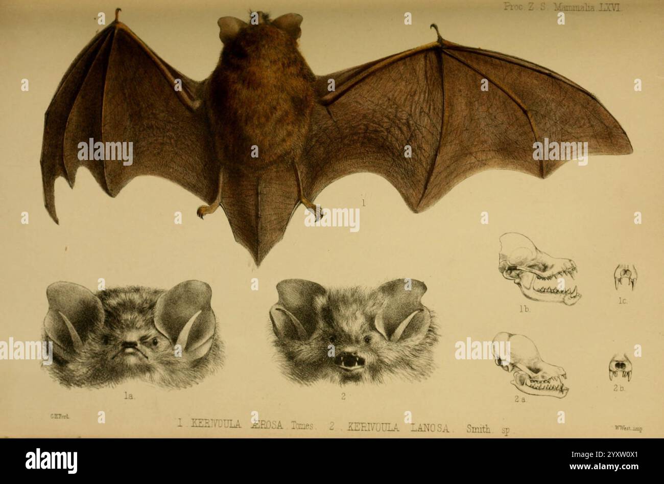 Bats anatomical features hi-res stock photography and images - Alamy