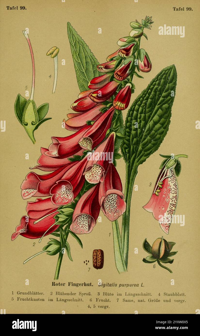 Die Giftpflanzen Deutschlands, Braunschweig, F. Vieweg, 1910, Germany ...