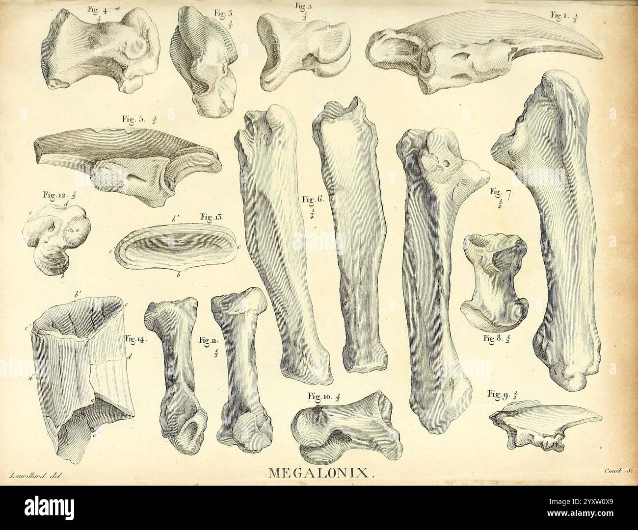 Distinct skeletal elements hi-res stock photography and images - Alamy
