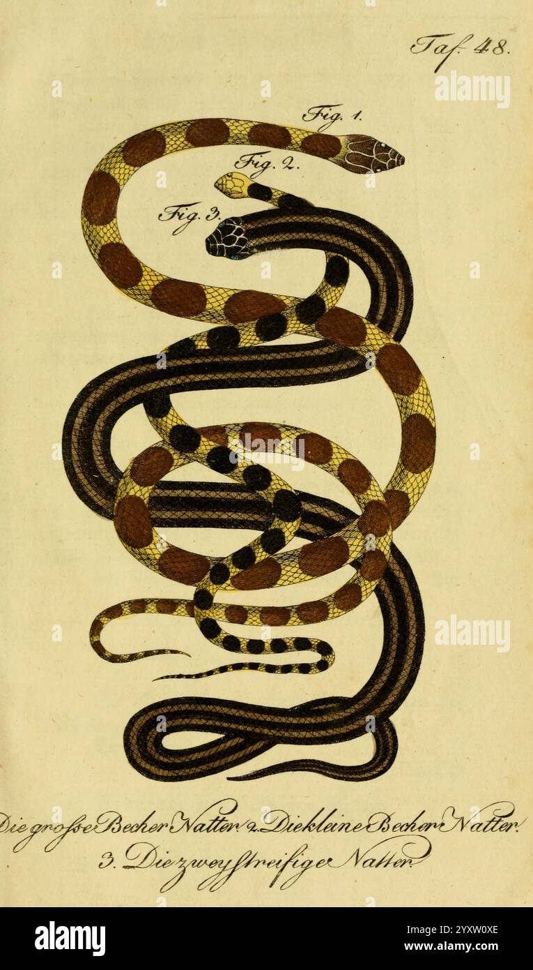 Uppermost snake hi-res stock photography and images - Alamy