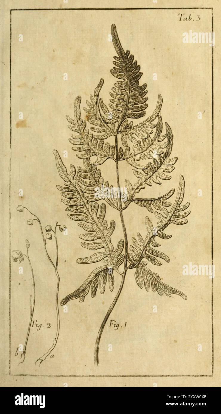 Smaller detailed sketches display hi-res stock photography and images ...
