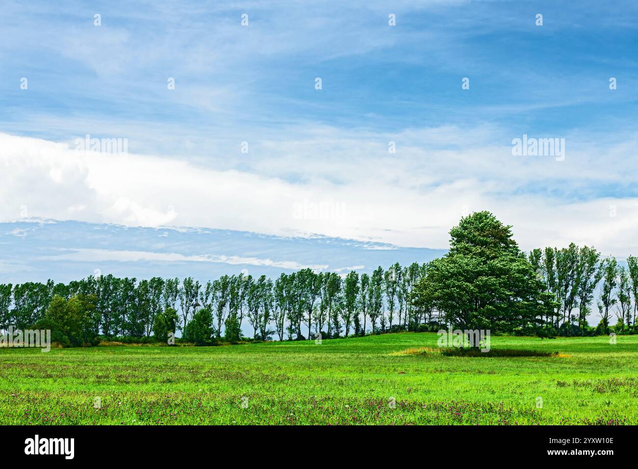 Lone Sugar Maple tree in hay field with a line of poplar trees and sky ...