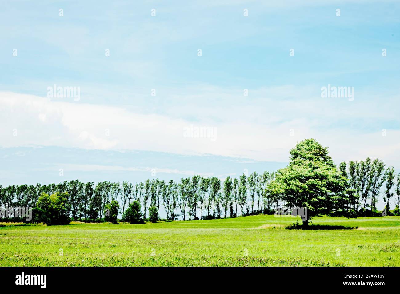 Lone Sugar Maple tree in hay field with a line of poplar trees and sky ...