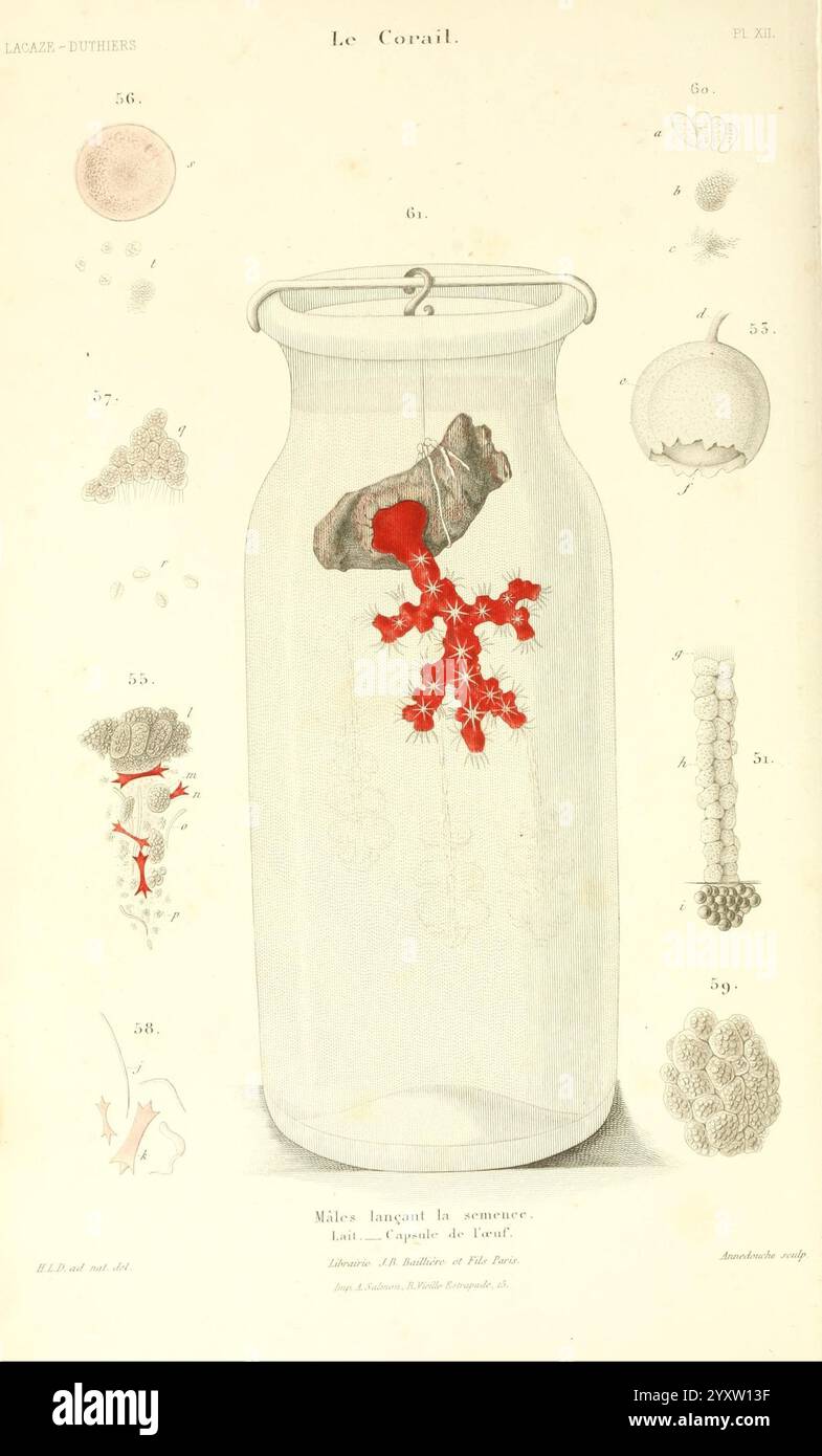 Histoire naturelle du corail, Paris, J. B. Baillière, 1864, corals, The ...