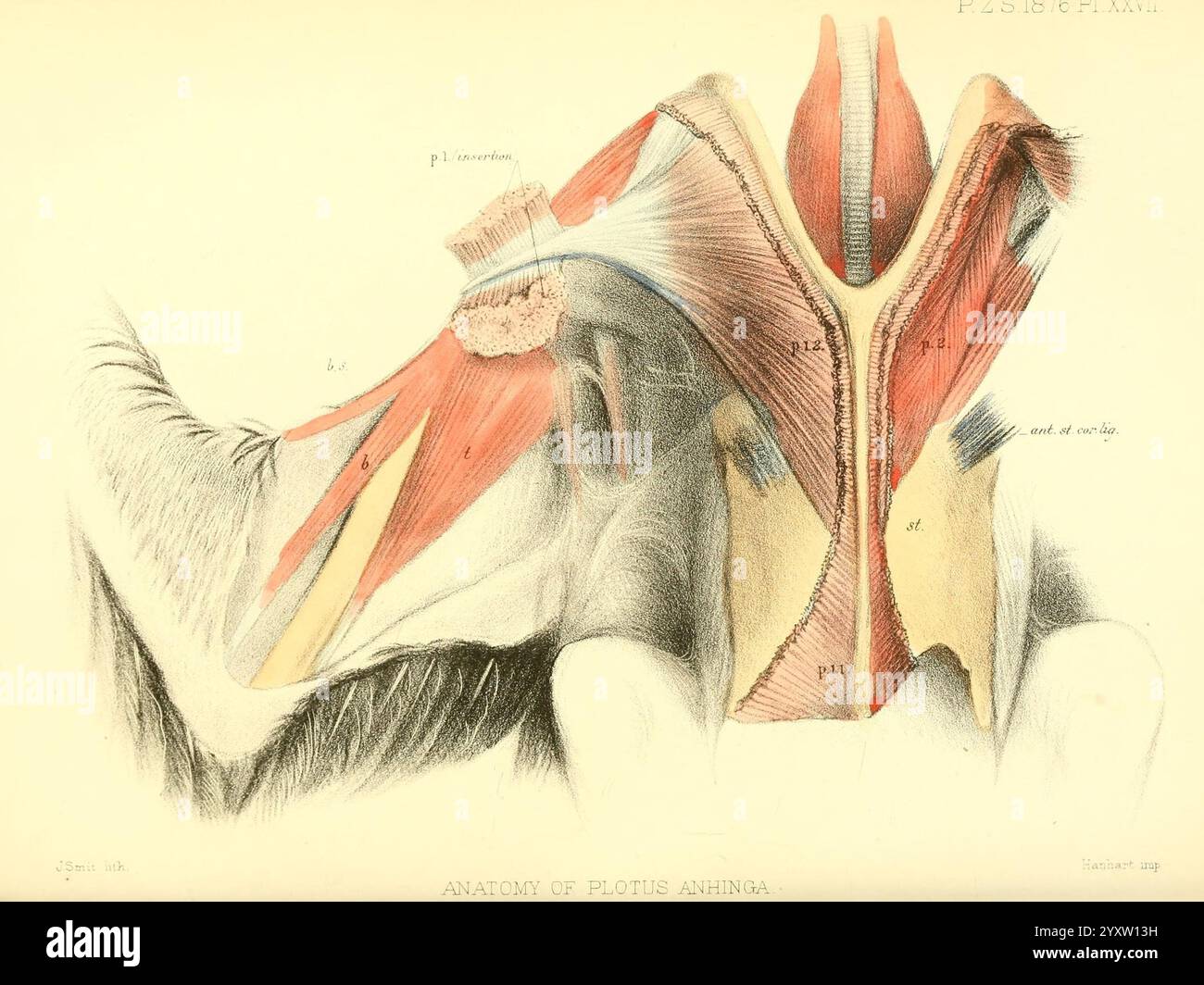 Understanding bird anatomy hi-res stock photography and images - Alamy