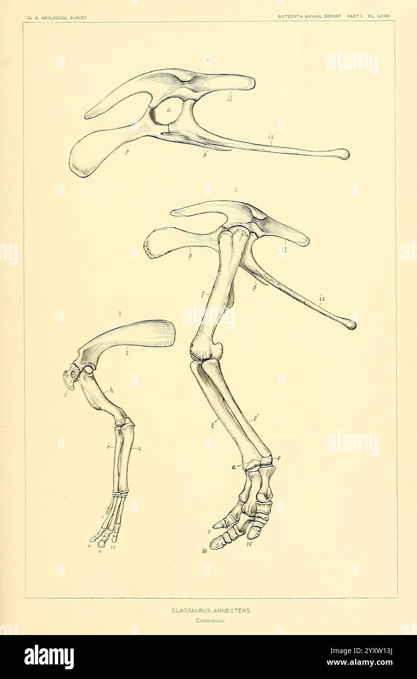 The dinosaurs of North America, Washington, Govt. Print, 1896 ...