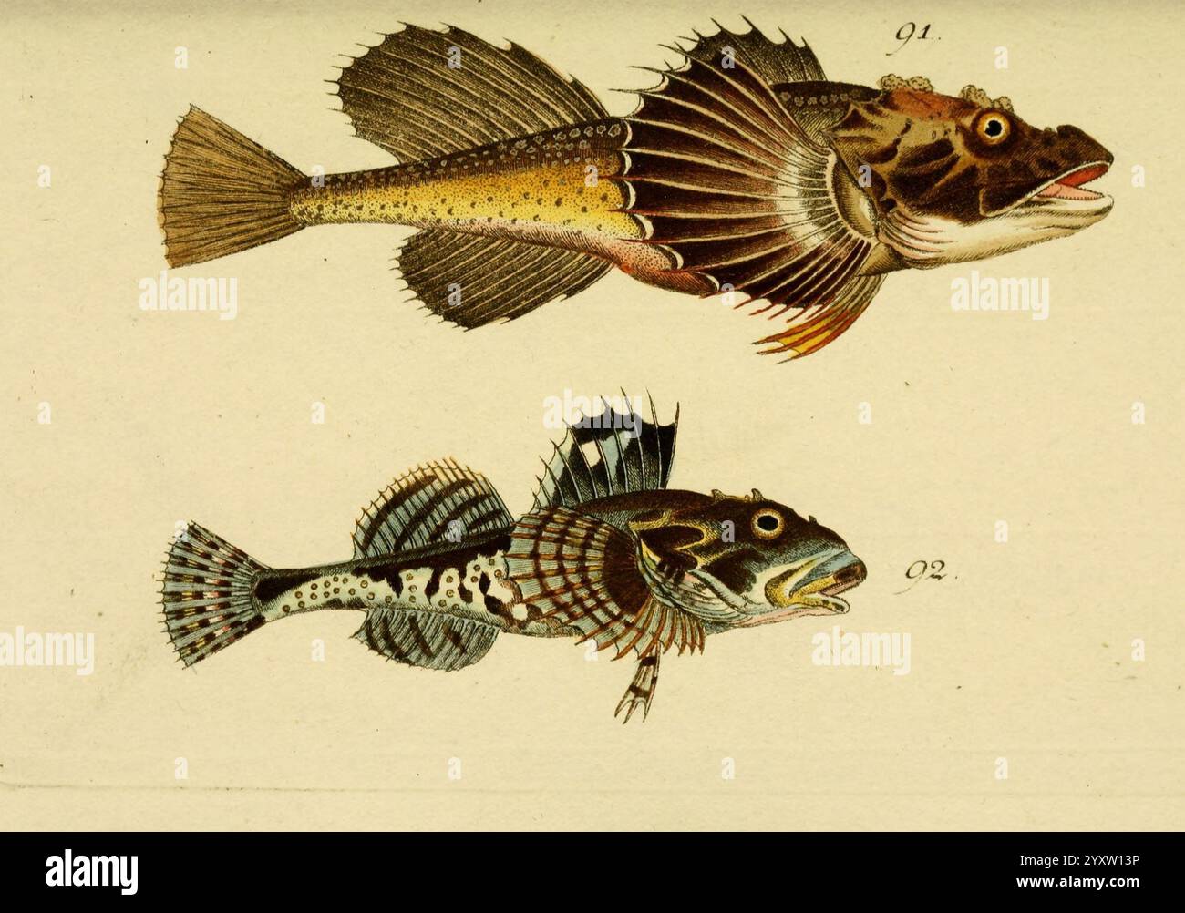 Abbildung und Beschreibung der Fische, Nürnberg, Samuel Winterschmidt ...