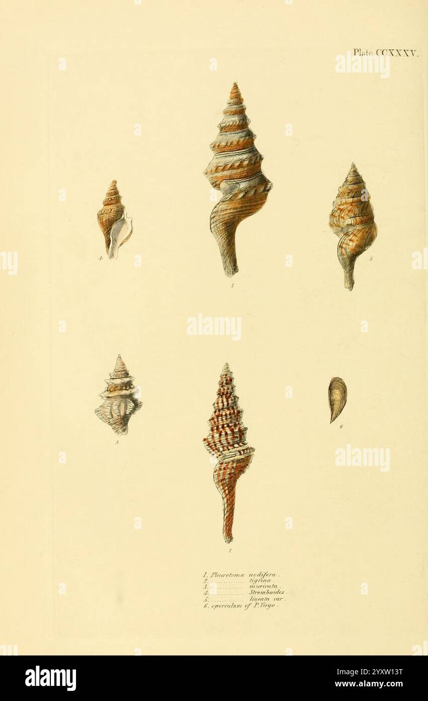 Detailed rendering accentuate hi-res stock photography and images - Alamy