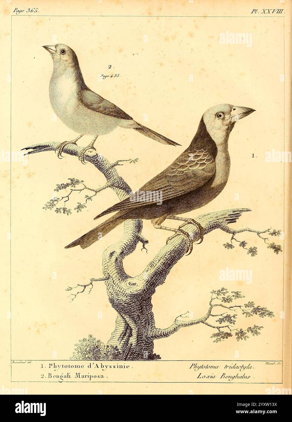 Slightly rounder body hi-res stock photography and images - Alamy