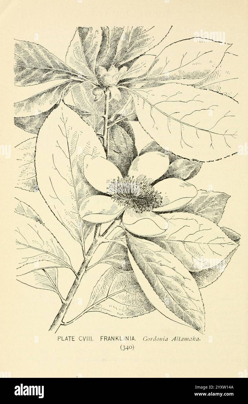 Southern, wild, flowers, and, trees, New York, Stokes, 1901, botany ...