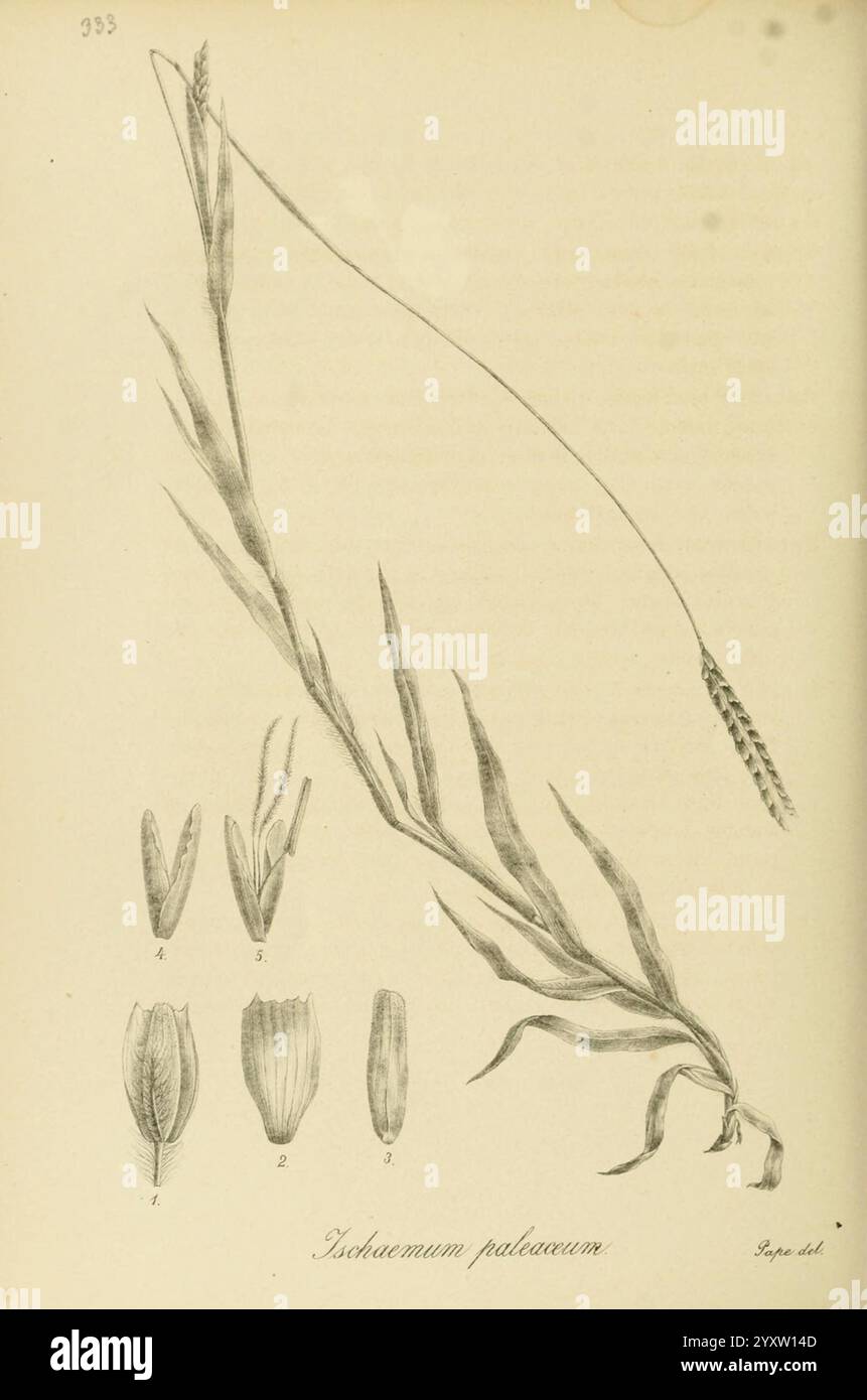 Species Graminum, Petropoli, Impensis Academiae Imperialis Scientiarum ...