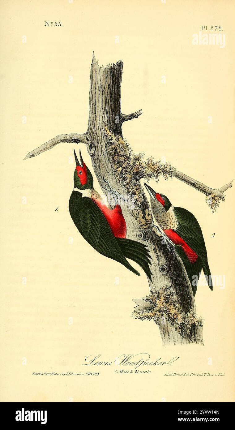 The birds of America, New York, J.B. Chevalier, 1840-1844 birds, North ...