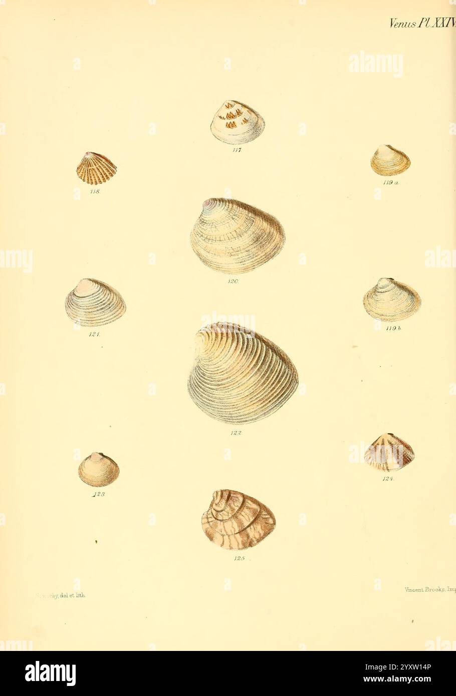 Small conical forms hi-res stock photography and images - Alamy