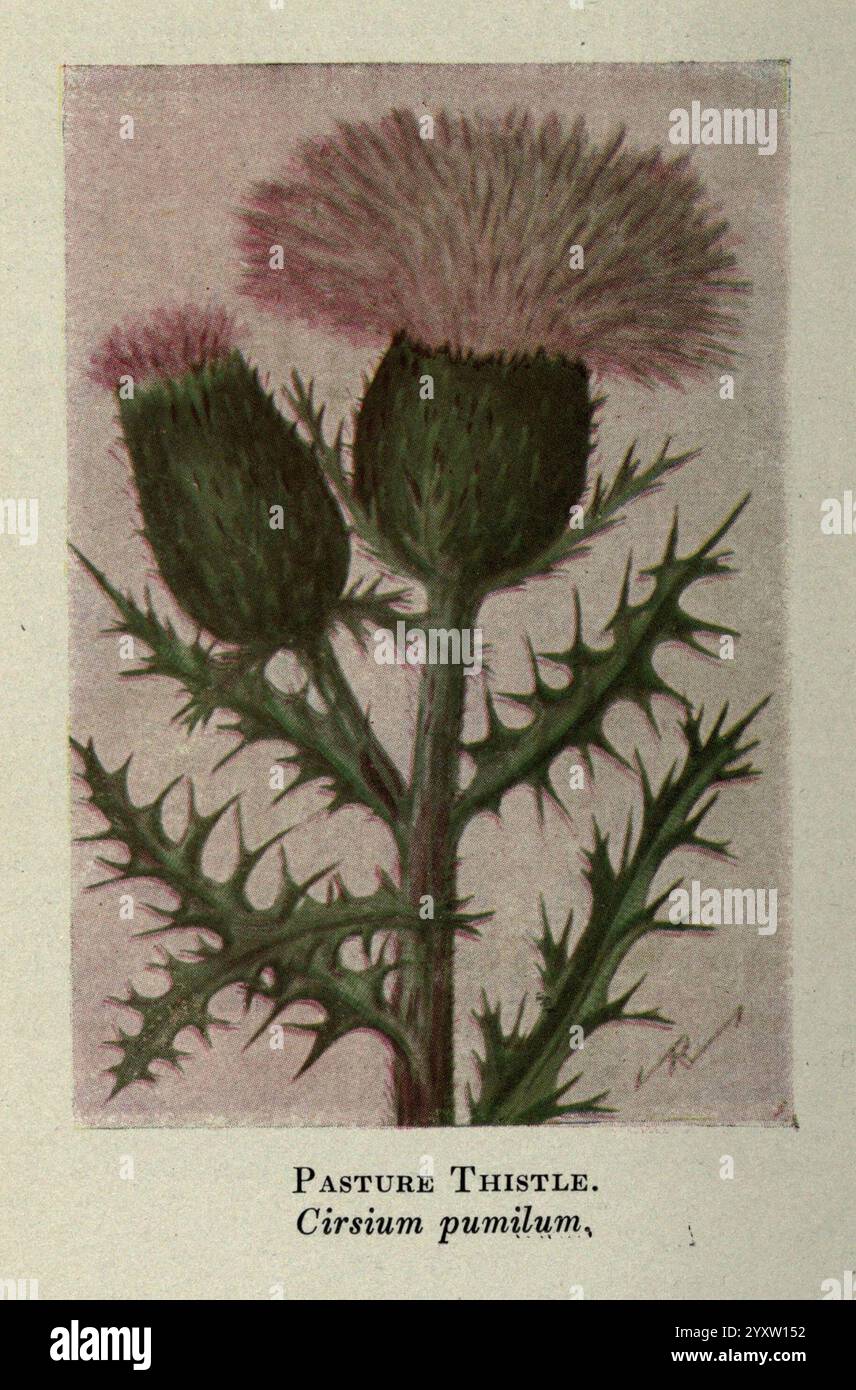 Thistles characteristic thorns extend hi-res stock photography and ...