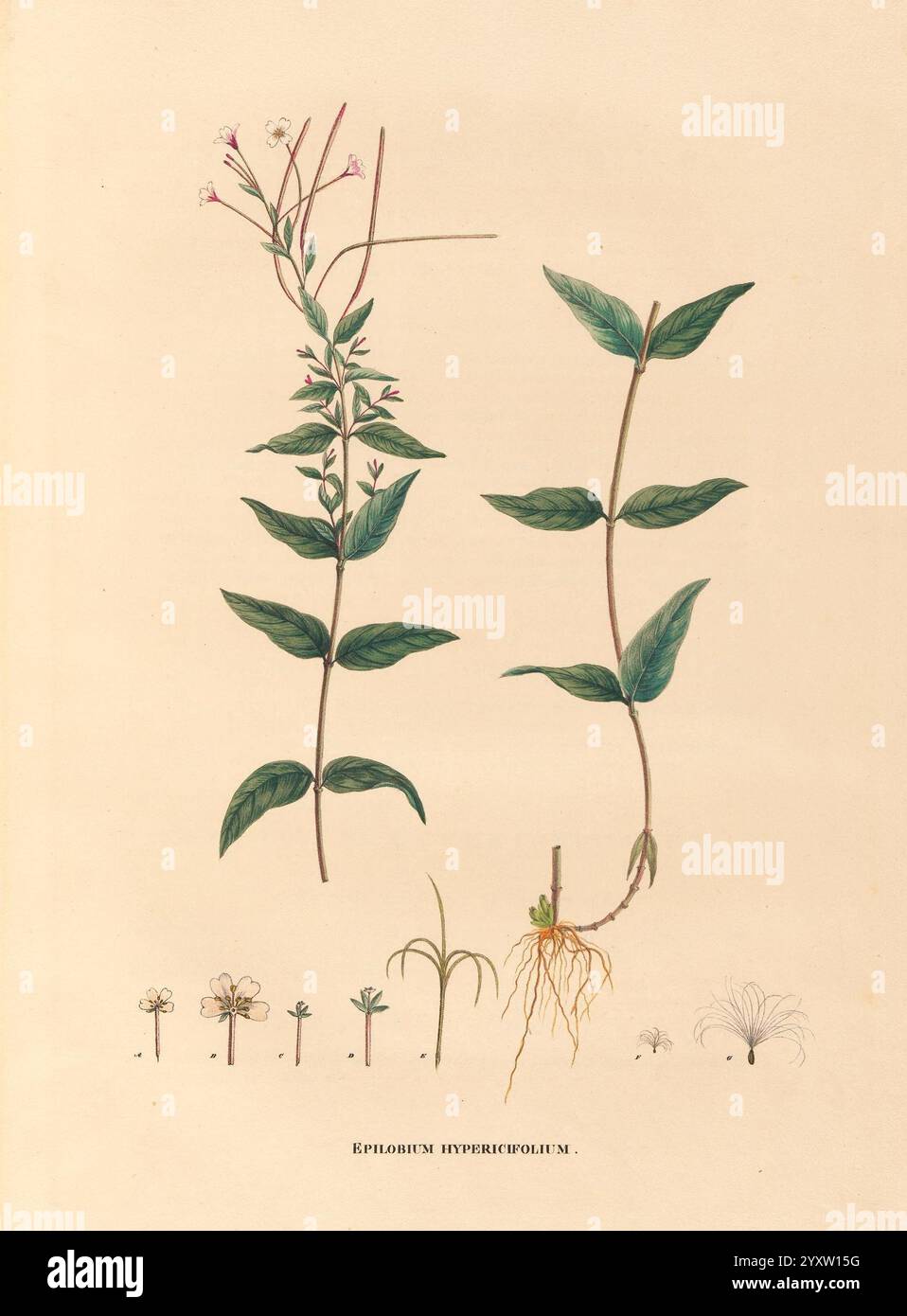 Hortus canalius, Prague, Ex typo-et litho-graphia Theophili Haase, 1823 ...