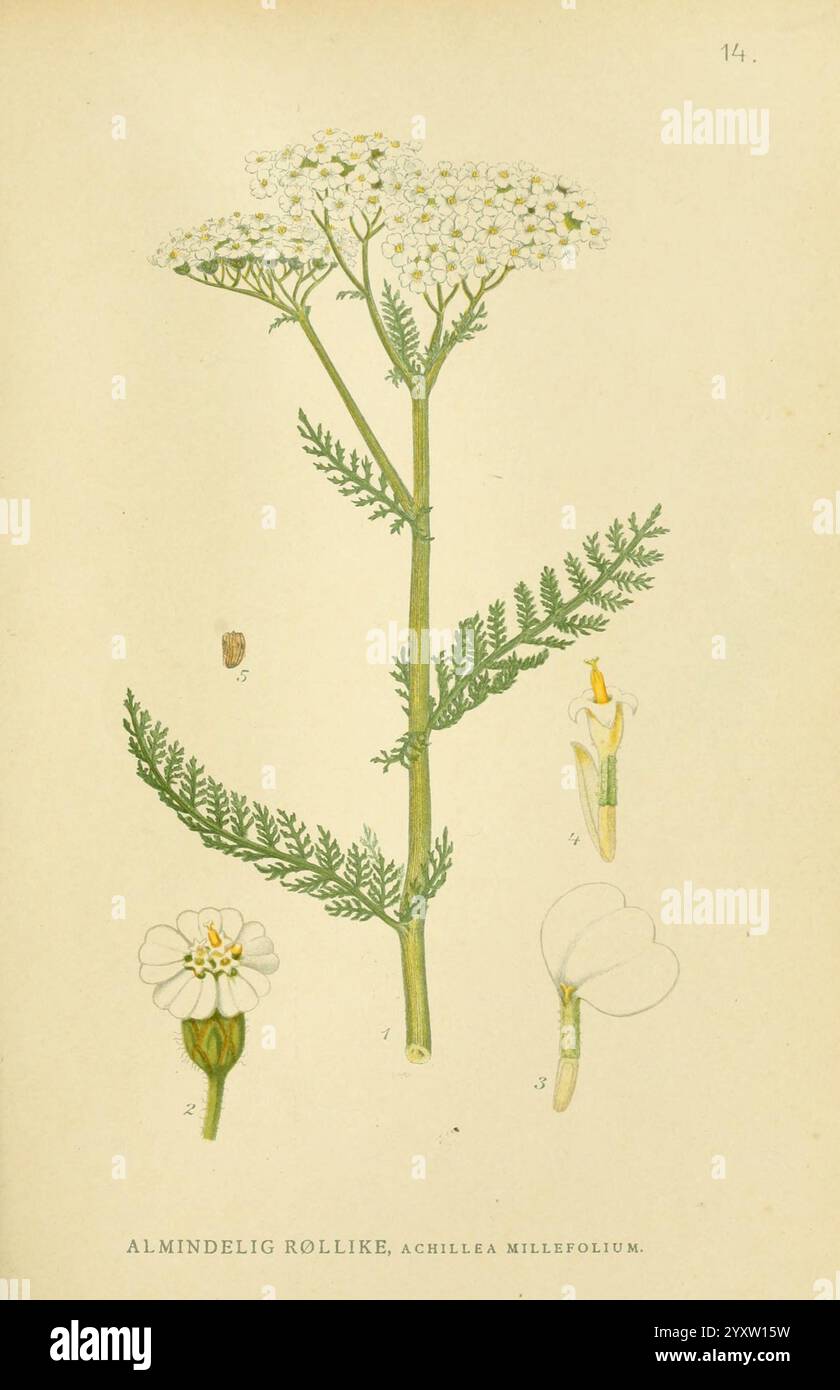 Billeder af Nordens flora, København, G.E.C. Gad, 1901-1903 [i.e. 1907 ...