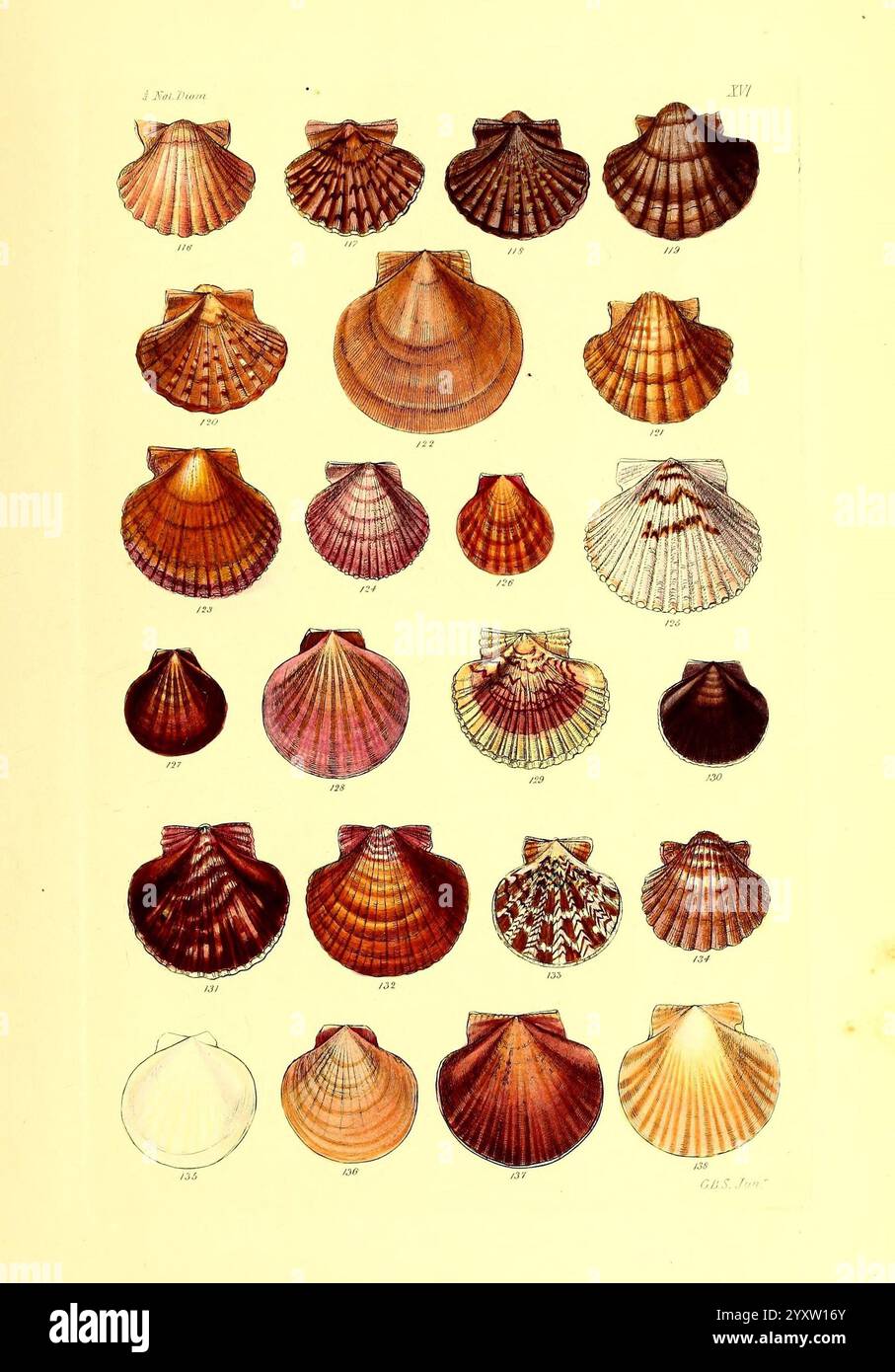 Artistic arrangement of intricately detailed shells hi-res stock ...