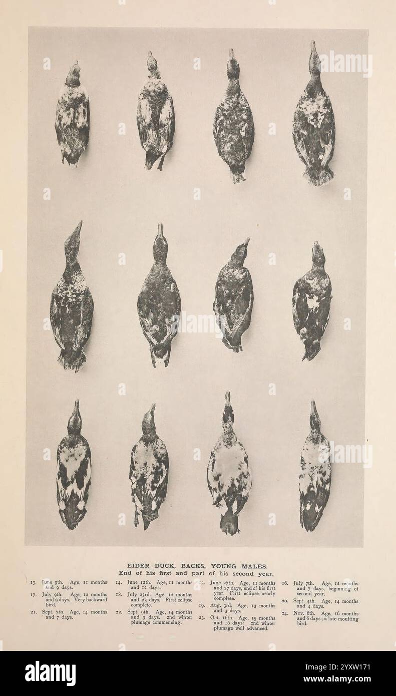 1913 birds ducks great britain pictorial works hi-res stock photography ...