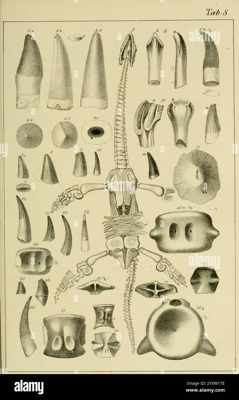 Detailed depictions of rib structures hi-res stock photography and ...