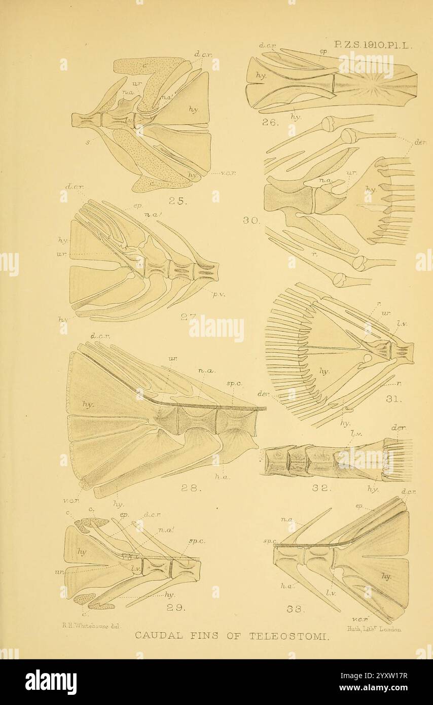 Fin configurations hi-res stock photography and images - Alamy