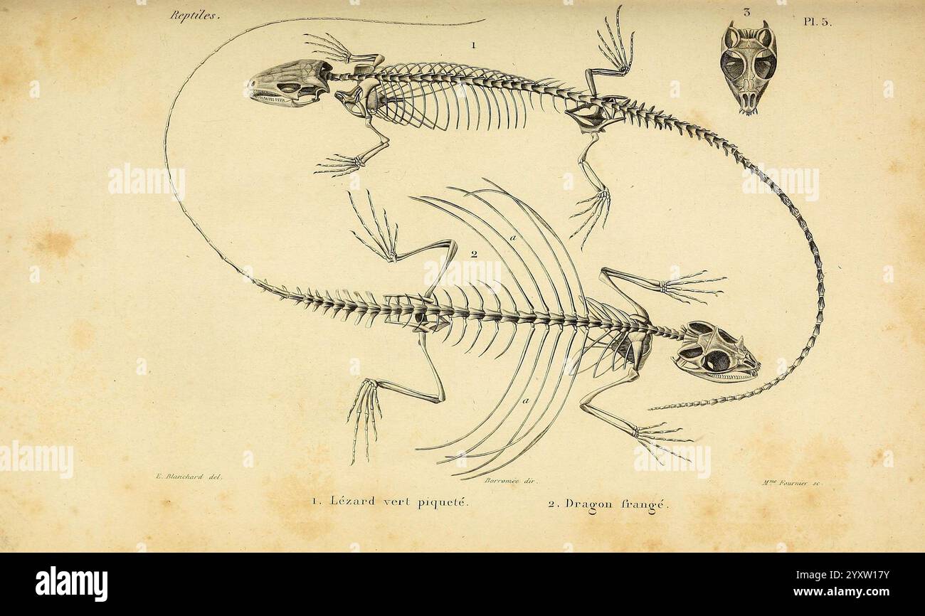 Skeletal characteristics hi-res stock photography and images - Alamy