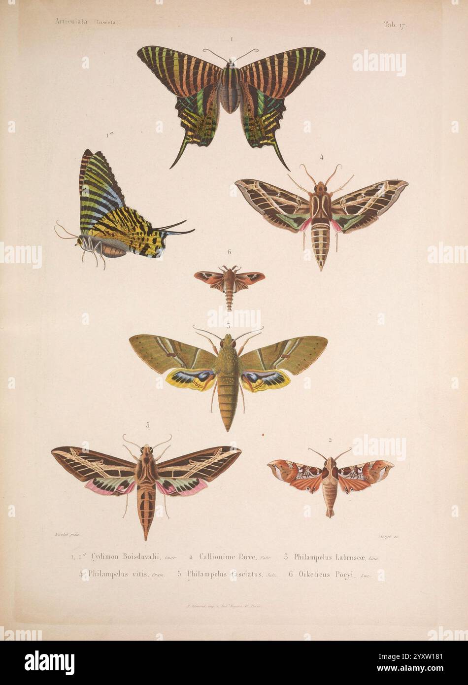 Gaudysphinx hi-res stock photography and images - Alamy