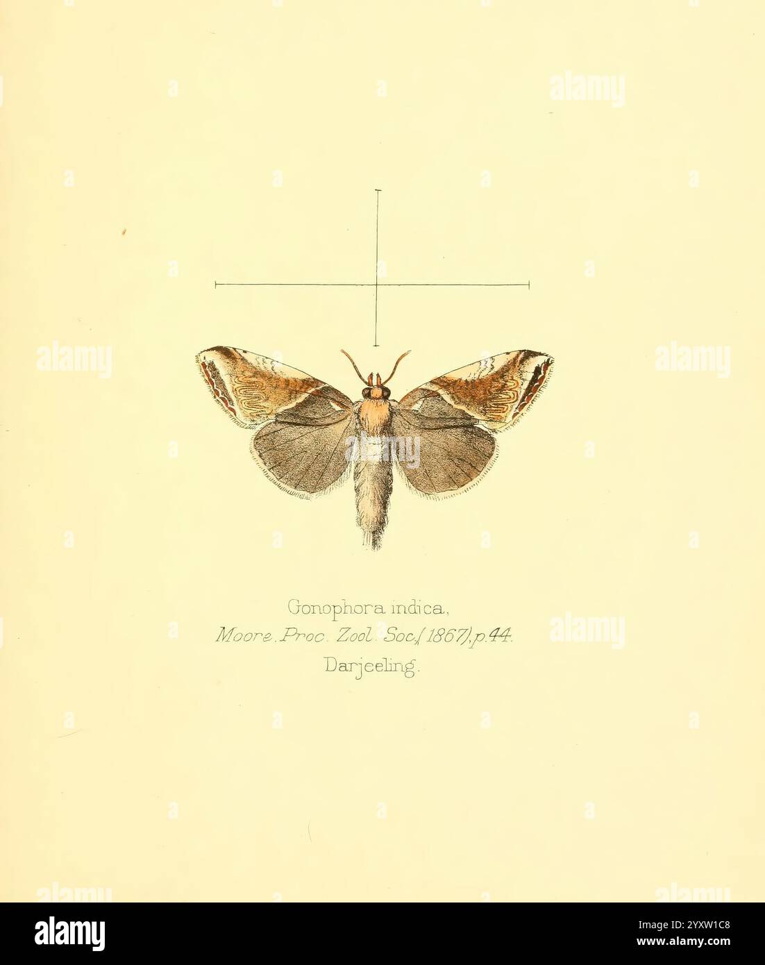 Aid to the Identification of Insects London, E.W. Janson, 1880-90 ...
