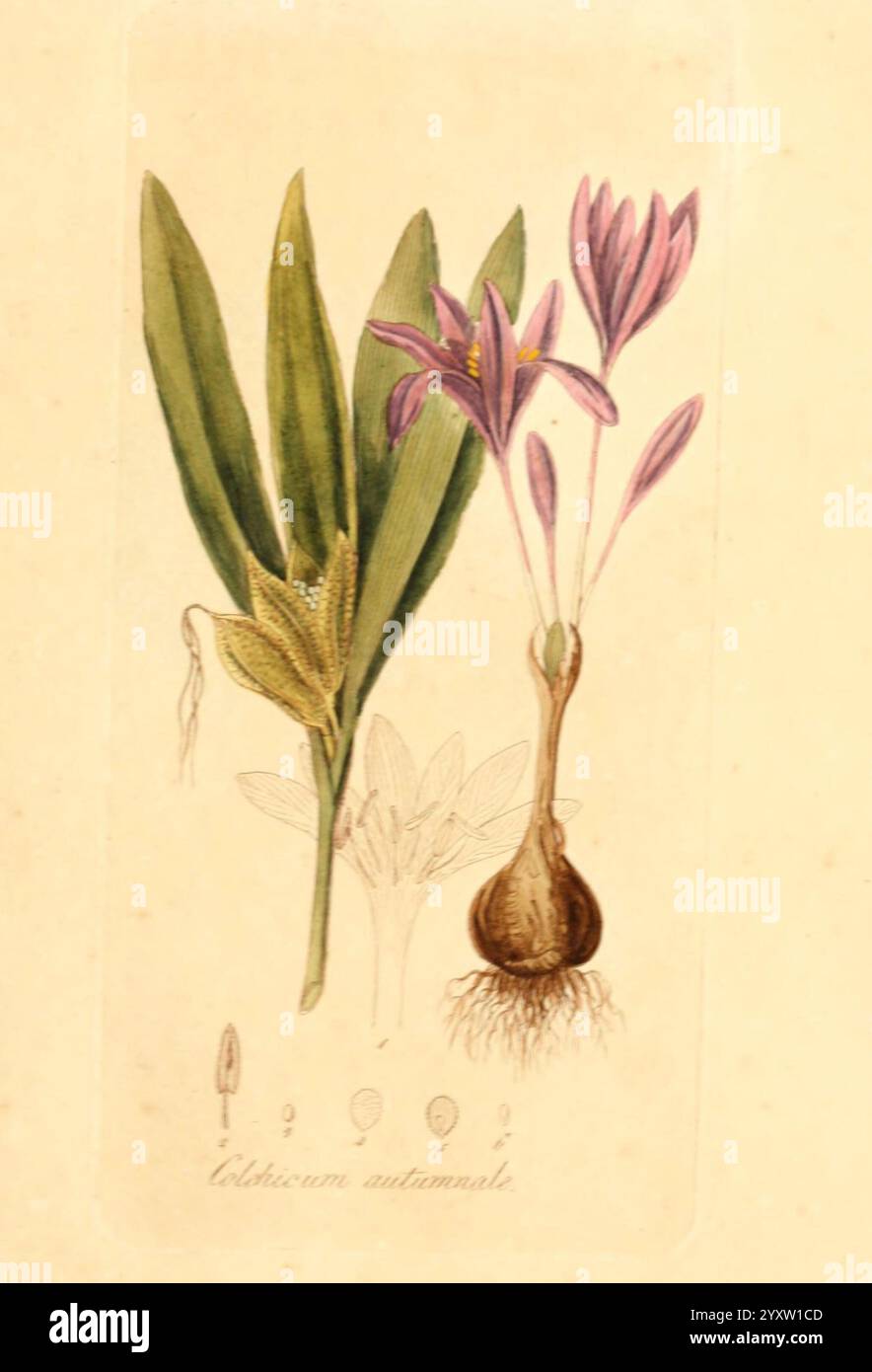 Flowering structure displays several blooms hi-res stock photography ...