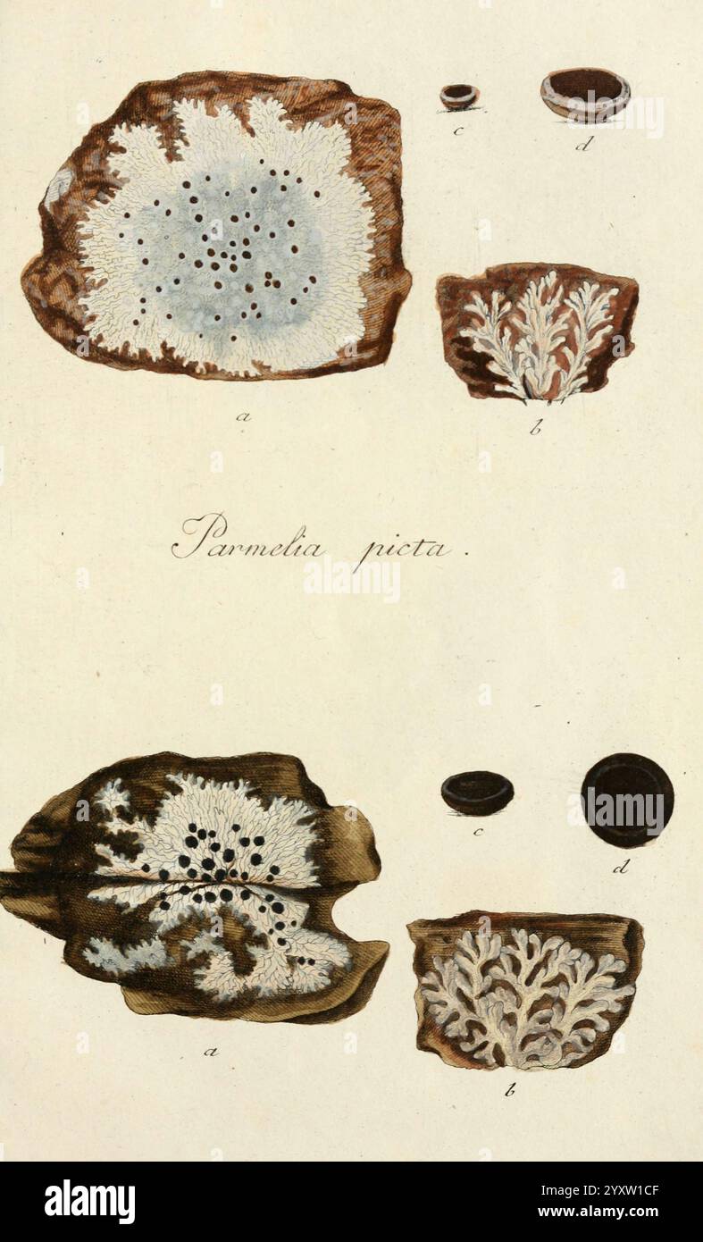 Lichen species parmelia picta hi-res stock photography and images - Alamy