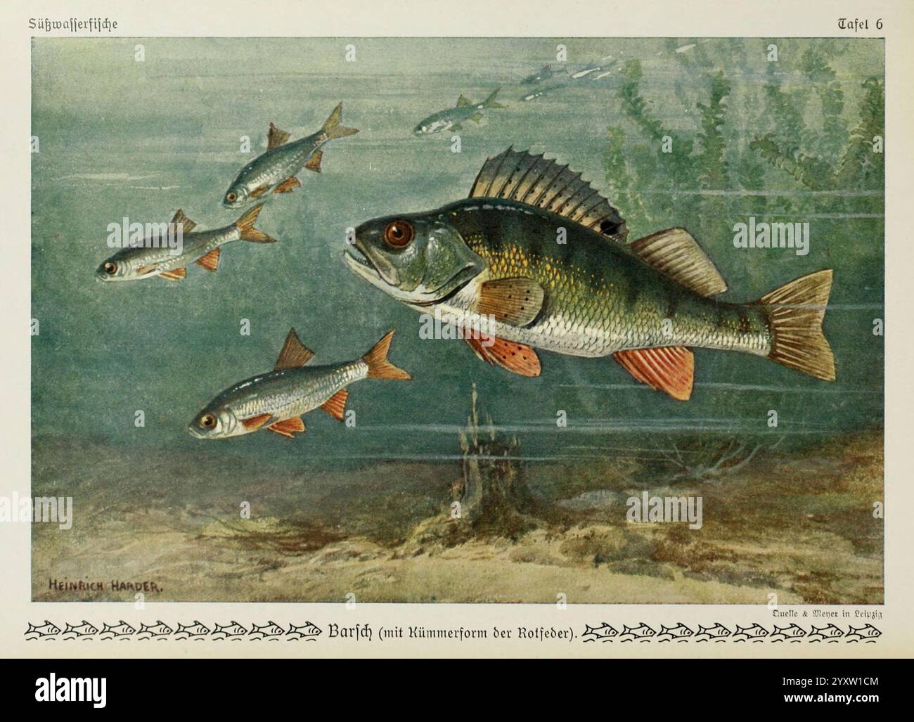 Unsere SuÌ, 6Ã8wasserfische Leipzig, Quelle & Meyer, 1913, 59743 ...